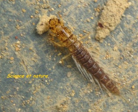 Découvertes Naturalistes: Insectes de la mare