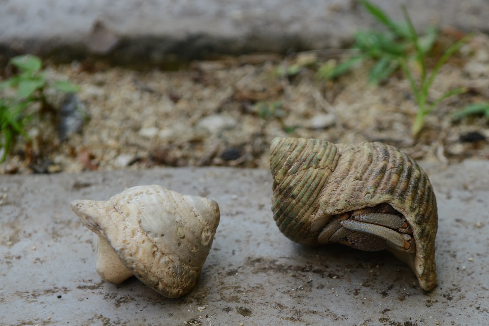 Small Animal Talk: Three things I learned about hermit crabs