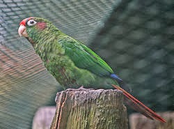 Perico De Cuello Rojo ~ LoroMania