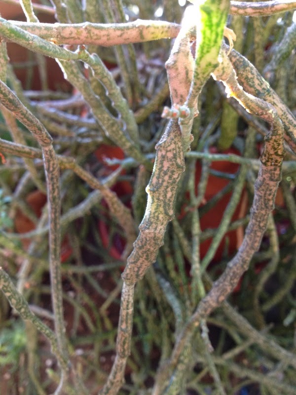 Houseplant Guru: Scary Plants