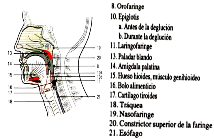 Todo para el Radiologo: LARINGOFAINGE O HIPOFARINGE