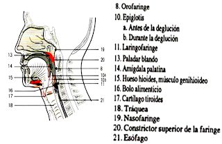Todo para el Radiologo: LARINGOFAINGE O HIPOFARINGE
