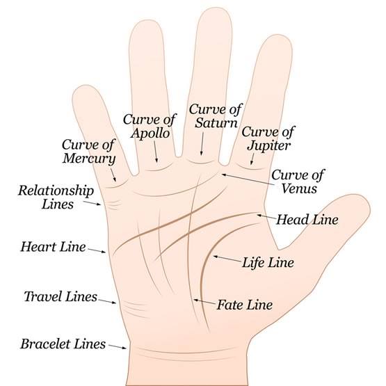 Secrets of Palmistry by Renowned Indian Palmist: Palmistry Has lot of ...