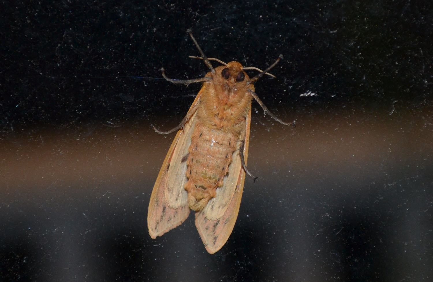 Woods Walks and Wildlife: Moths and More Moths (and Moths Making More ...