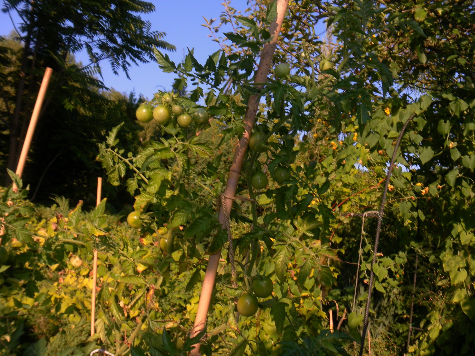 Scirpidiella's Plants: Wild Tomato species (Lycopersicon spp.)