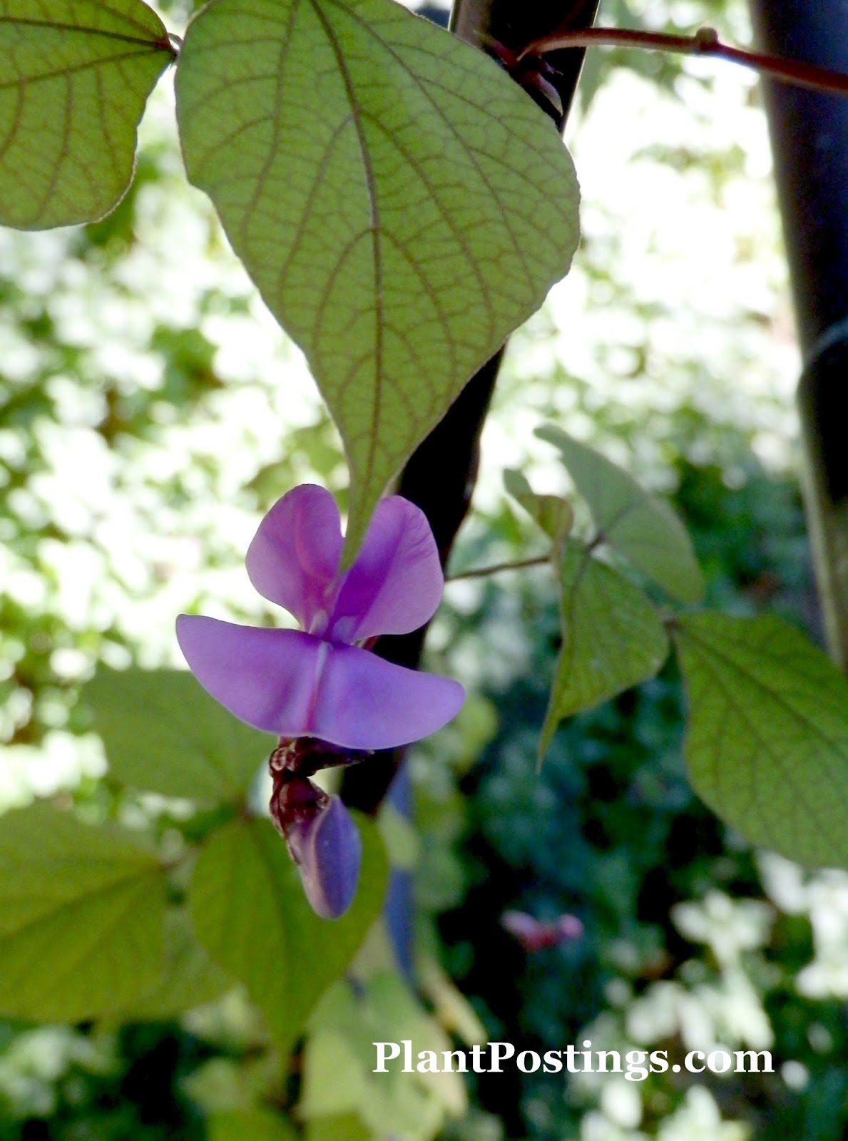 PlantPostings: A tale of two vines