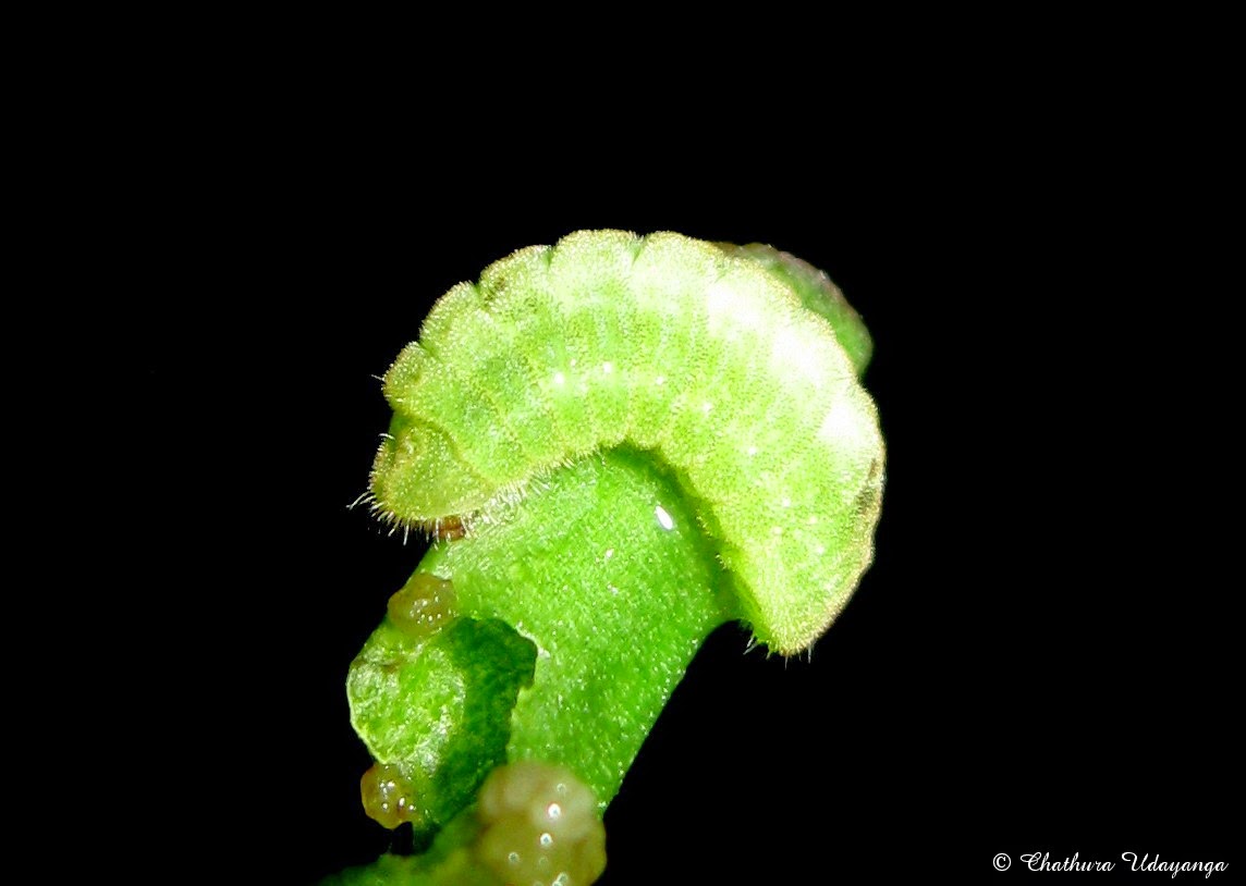 Nature Of Srilanka: Common Cerulean (Jamides celeno tissama) - සෙරුලියා
