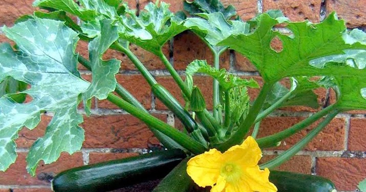 HOW TO GROW COURGETTES IN CONTAINERS |The Garden of Eaden
