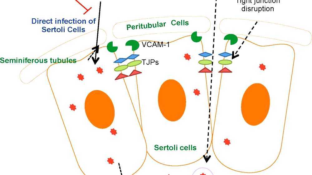 Blood-testis barrier