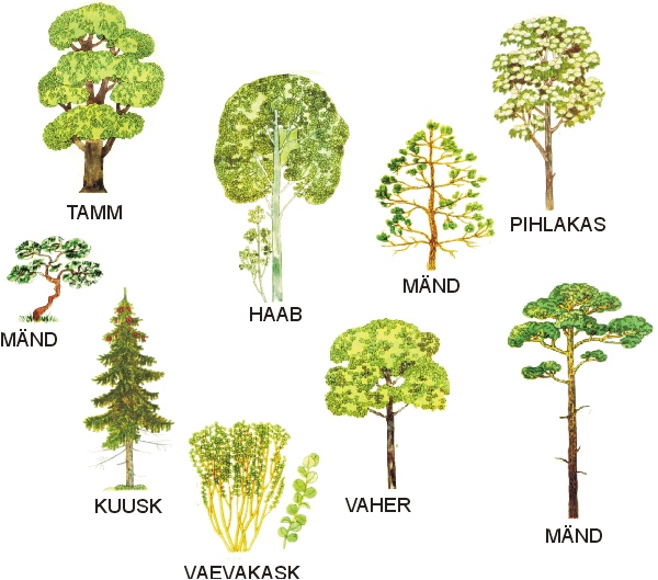 Samm-sammult tarkuse poole
