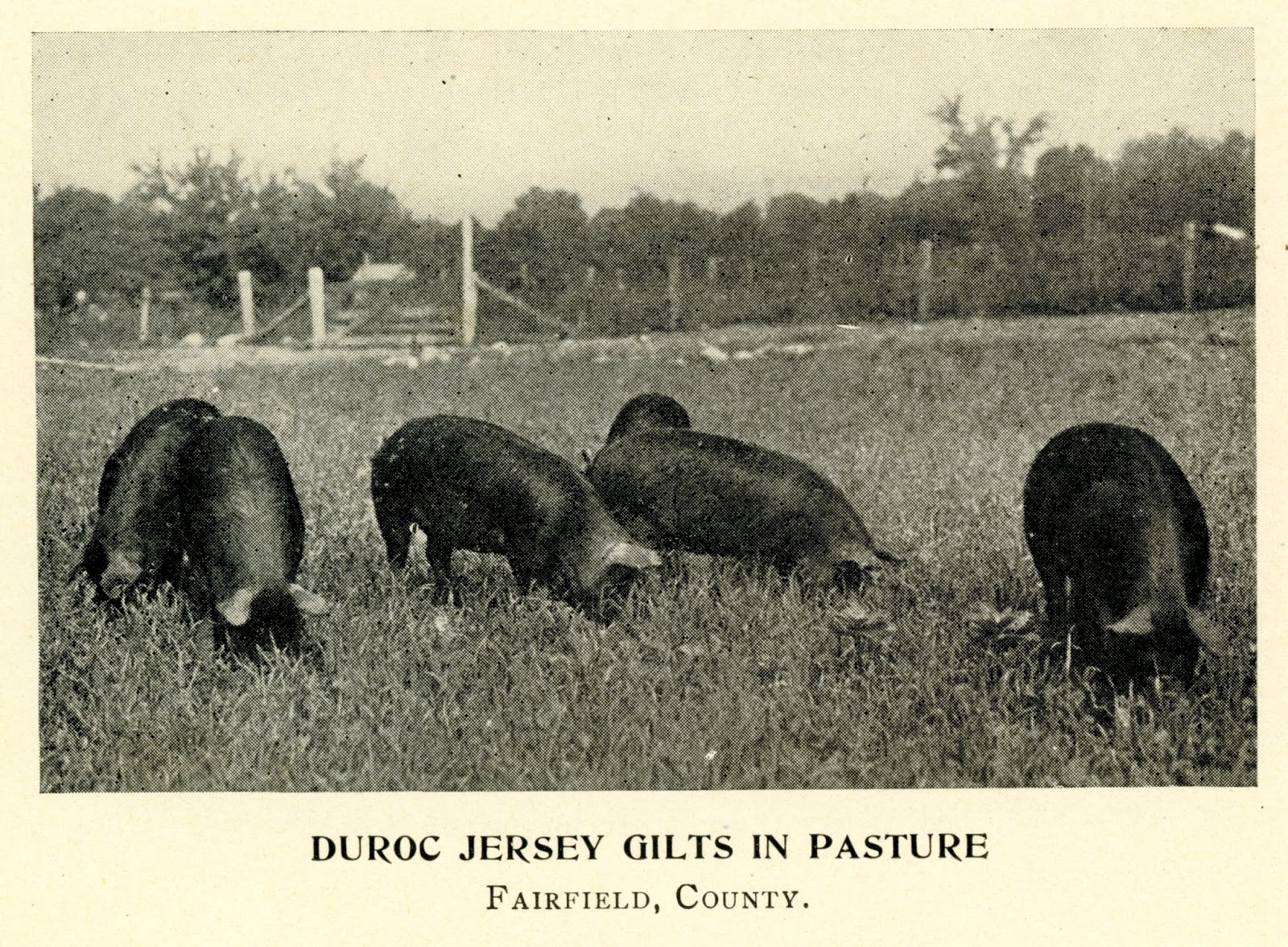 Agriphemera: Three Vintage Hogs!