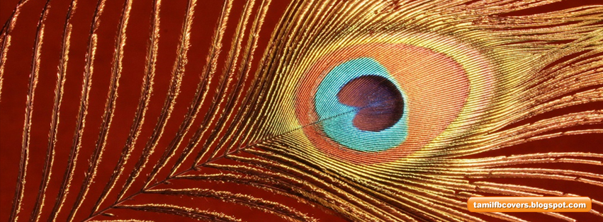My India FB Covers: Peacock Feather - Miscellaneous FB Cover