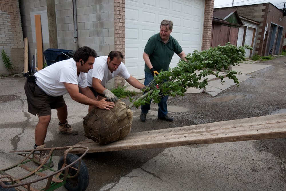 DUPONT PROJECT: Trees Arrive!
