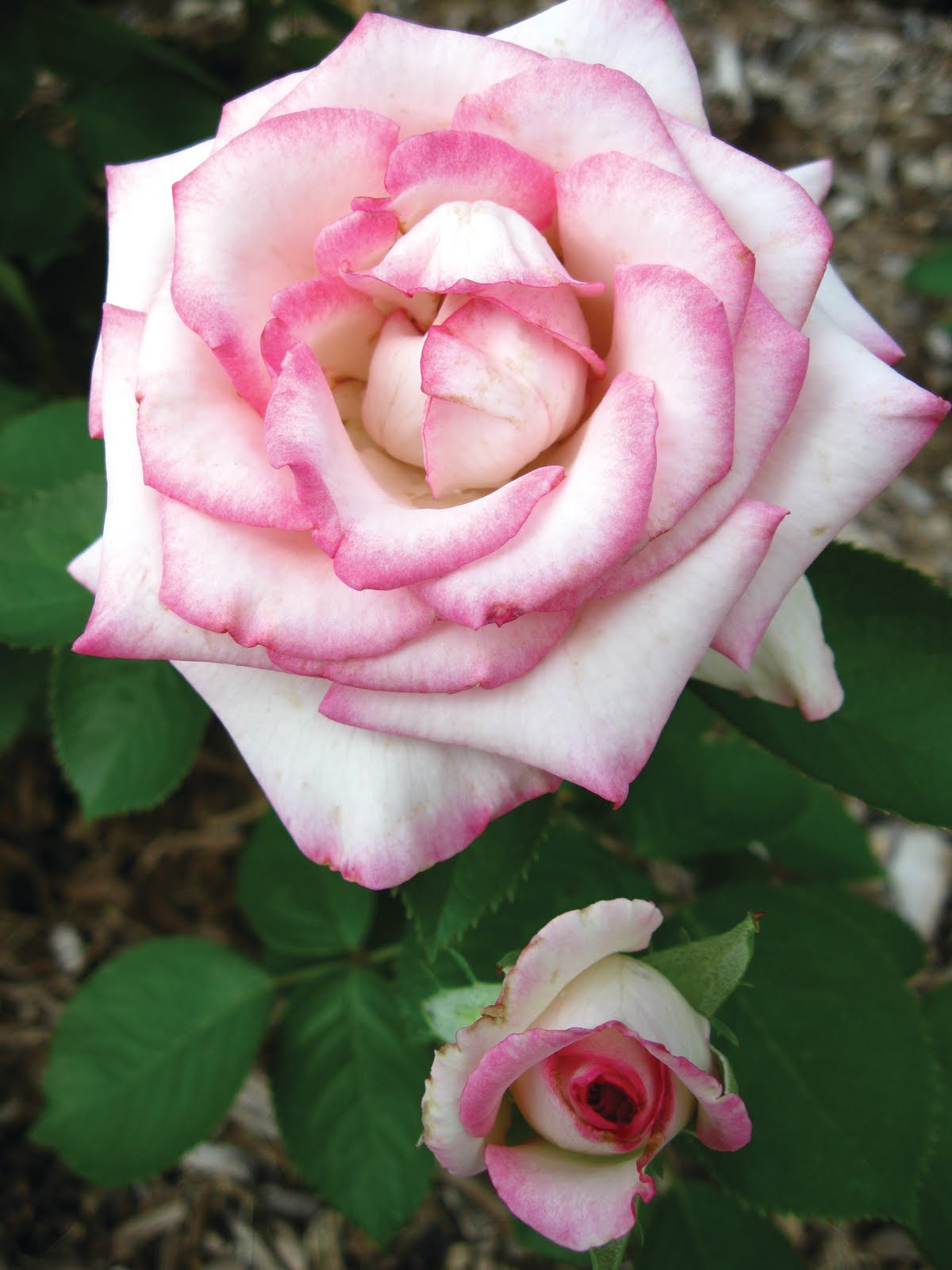 The Daily Apple: Apple #299: Roses