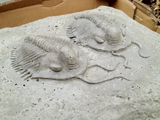 unit 3 Lesson 1 :Fossils - العلوم