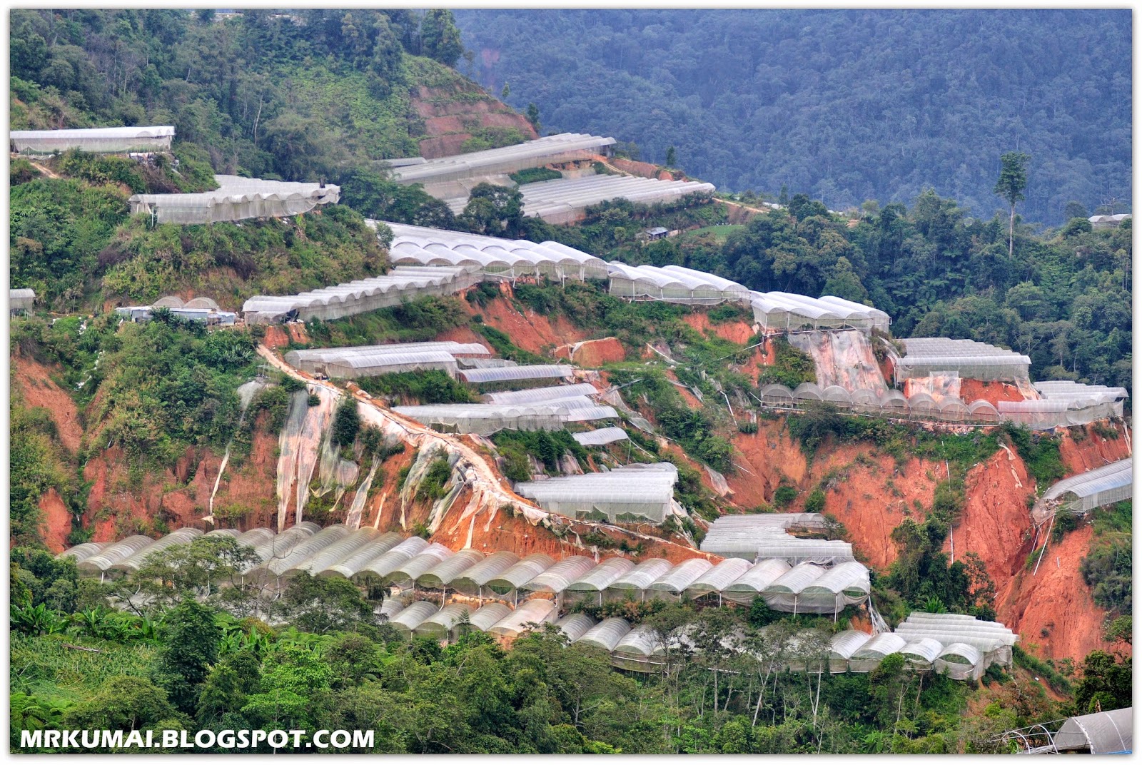 mrkumai.blogspot.com: Pemandangan Kebun-kebun sayur @ Daerah Kecil Lojing