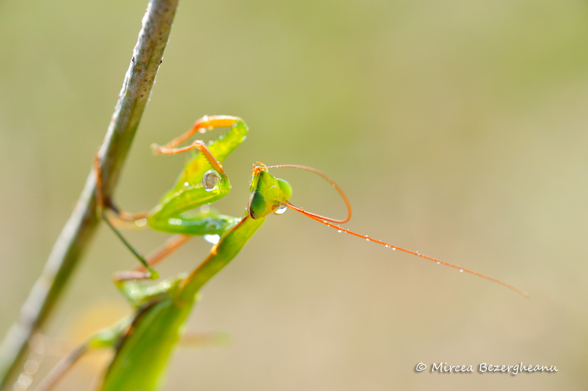 Calugarita - Mantis religiosa