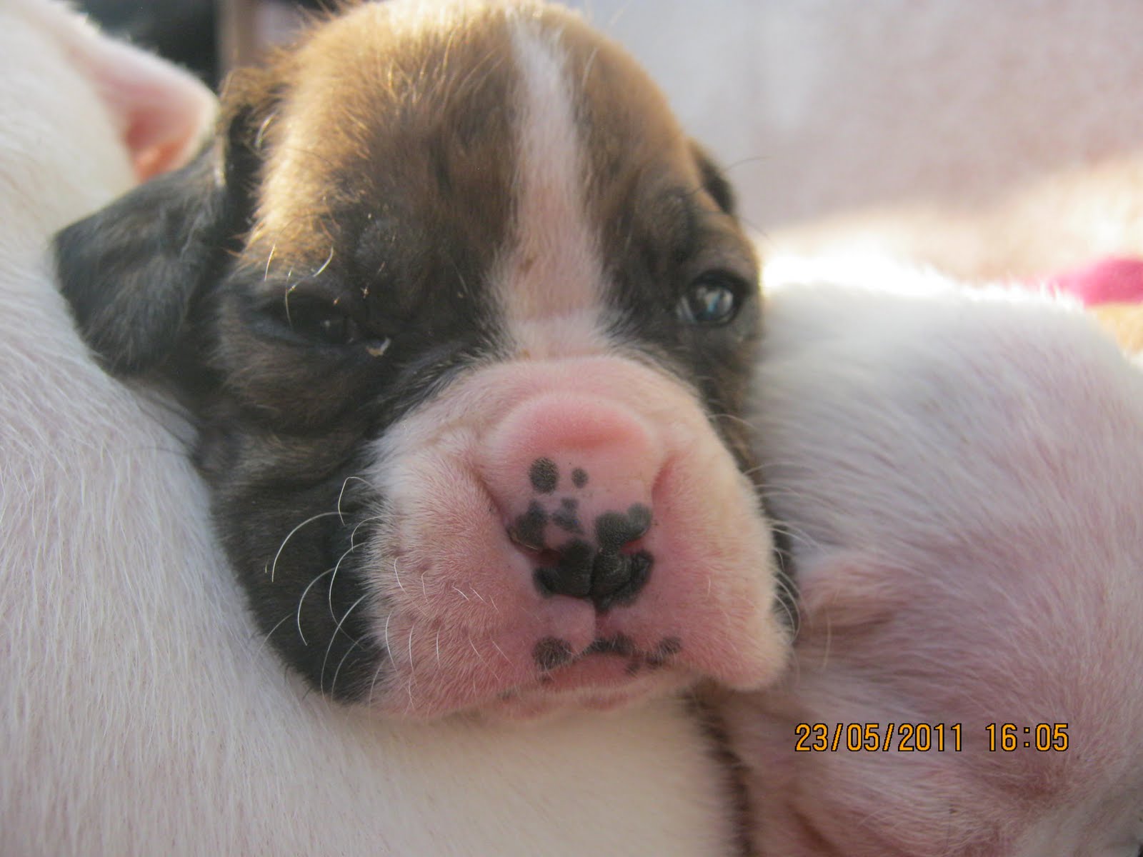BOXERYSTAFFORDSHIRE: CACHORROS BOXER HIJOS DE LOLA Y REX