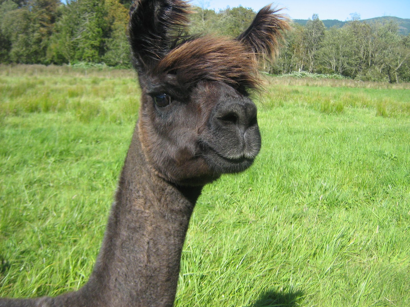 The Traveling Mandolin: 10 Photos of Cute Fuzzy Animals