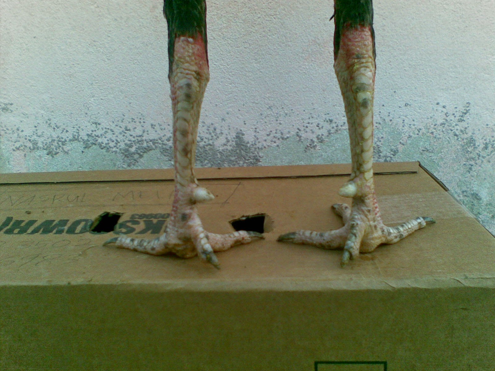 Ayam Siam / Ayam Sabung: Ayam Batang Kaki -Si Balung Pacak