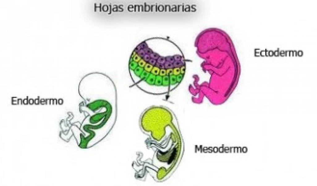 Desarrollo Embrionario y fetal, formación del disco embrionario ...