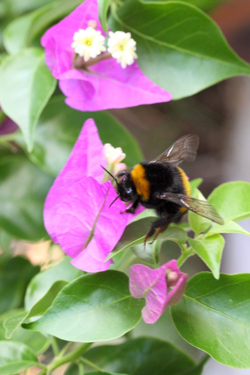 S.C.V. Photography Ideas: Bees & BumbleBees