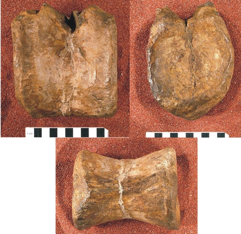 The Geology P.A.G.E.: Geological State Symbols Across America ...