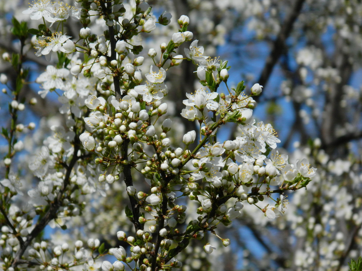LA MULTI ANI, ROMANIA!: Pom inflorit