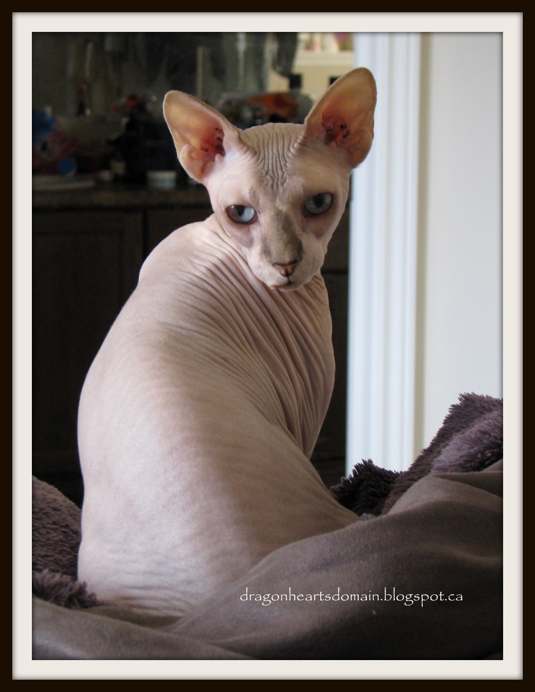 Chat Aux Sphynx: Merlin's Cancer Fight
