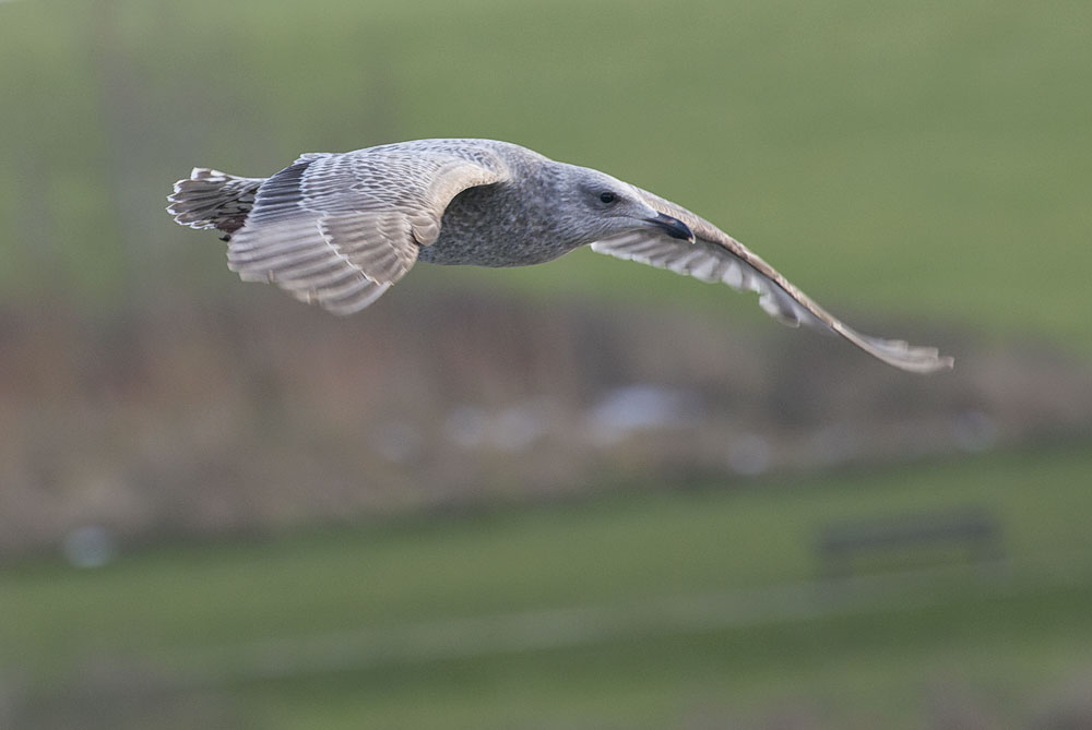 UK Gulls: gulling at Newhaven