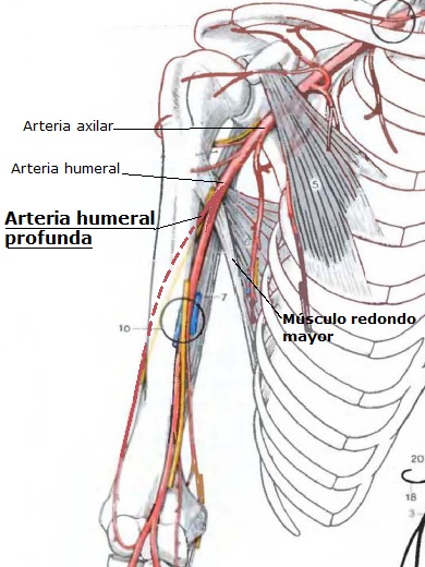 Opiniones de Arteria braquial