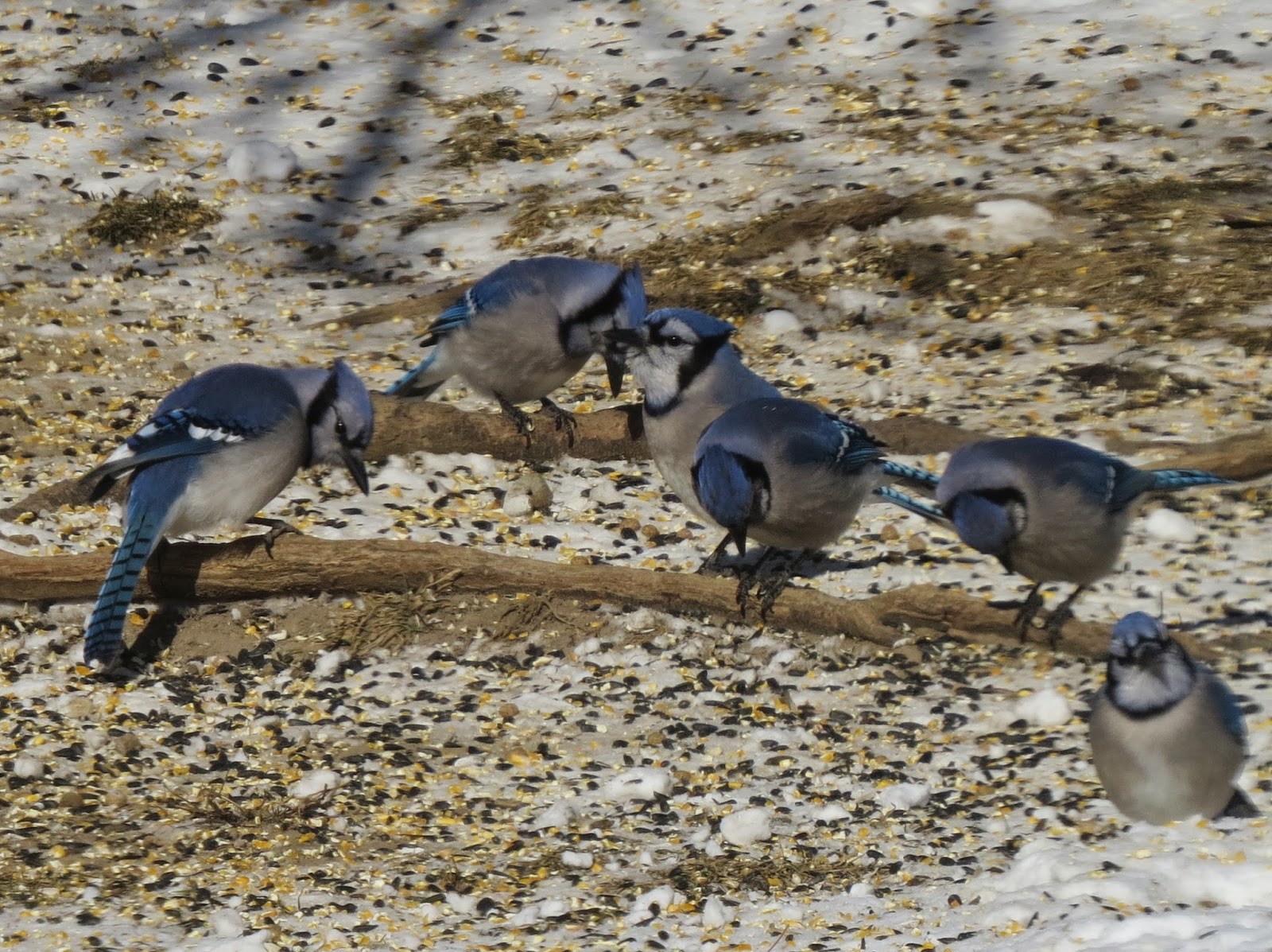 Blue Jay Barrens: Blue Jays