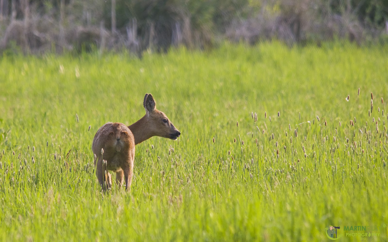 Martin Clay Photography: Water Meadow Roe Deer