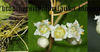 Biodiversity of Sri Lanka: අග මුල නැති වැල් [Aga mula neti wel]/Golden ...