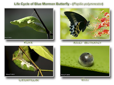My Butterfly Garden: Blue Mormon