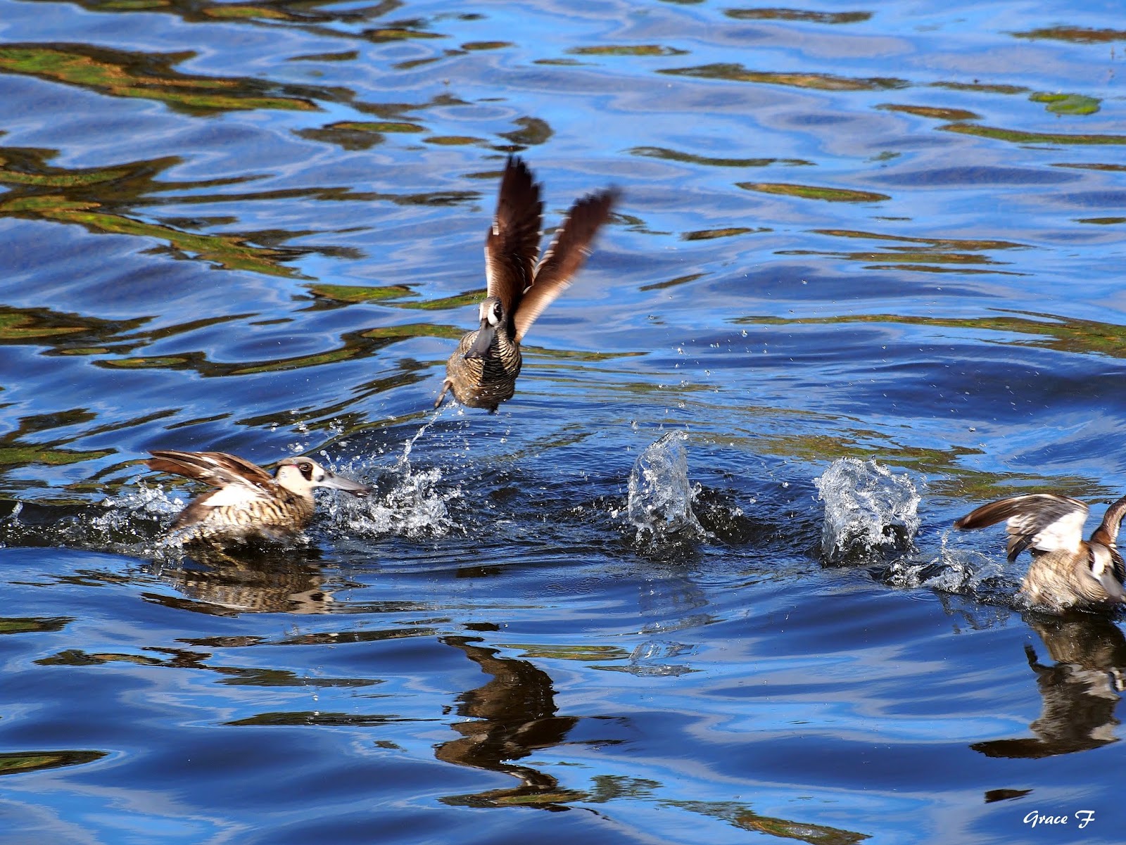 Perth Daily Photo : Pink-eared zebra duck..
