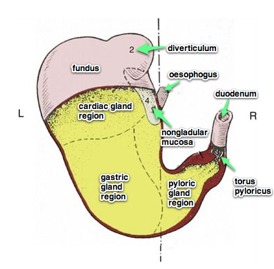 Horse and Pig abdomen - Lecture 164 | BVetMed1