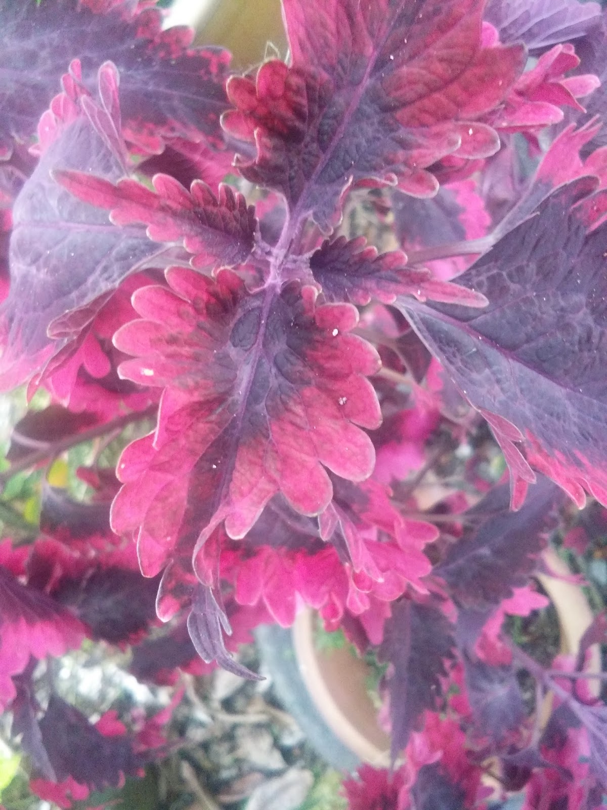 D' Qasih: unique leaf pattern ....... like a natural art ...