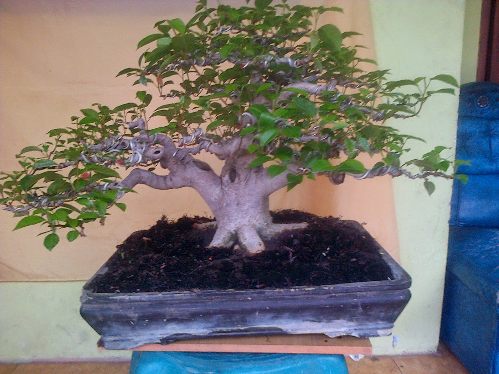 BONSAI: BONSAI BERINGIN