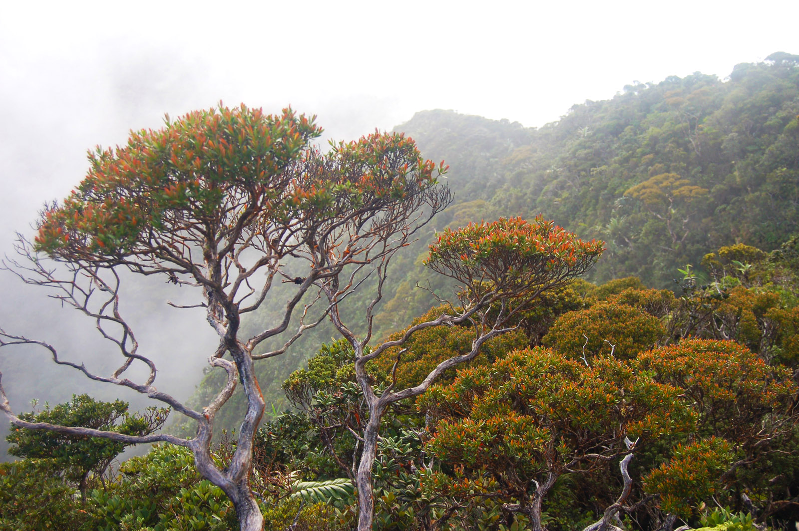 Species New to Science: [Mammalogy • 2019] Rhynchomys labo & R. mingan ...