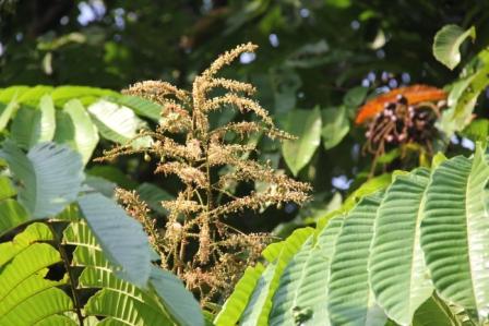 Wild Edible Tree 7 - Kasai ~ RimbaGunong