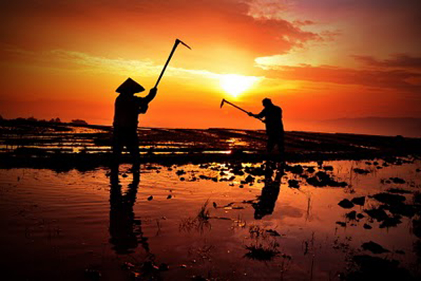 12 Keuntungan Menjadi Petani - Kelebihan Bertani di Indonesia - Hidup ...