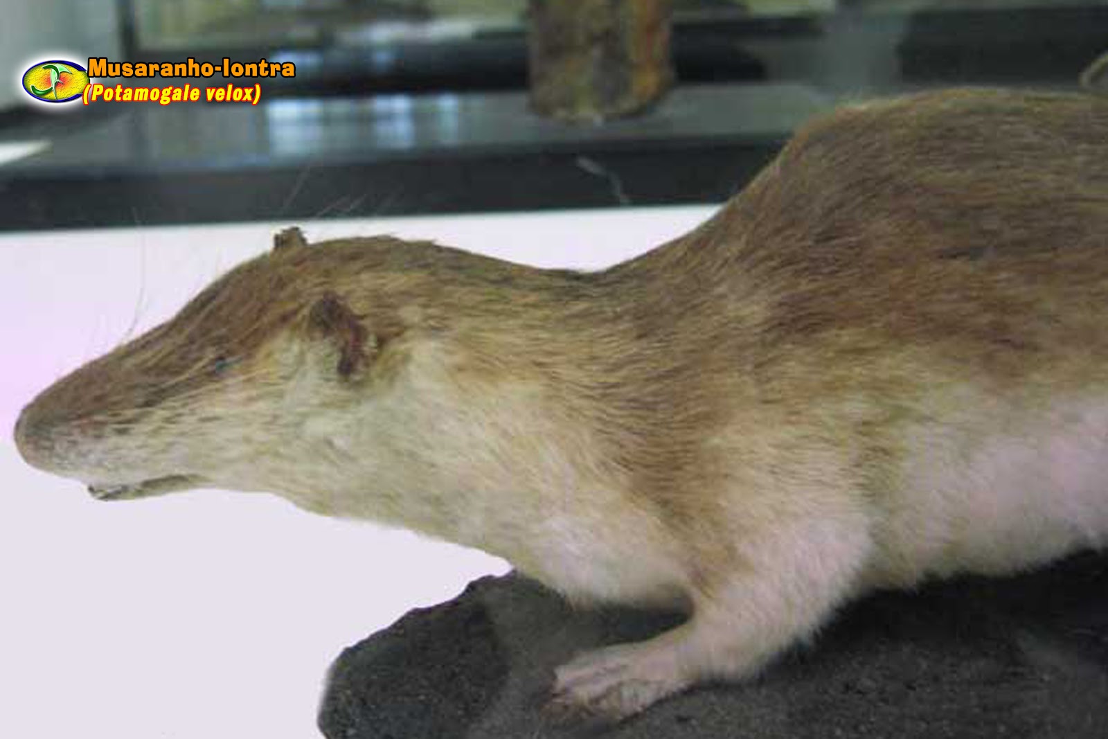 Mamíferos: Musaranho-lontra (Potamogale velox)