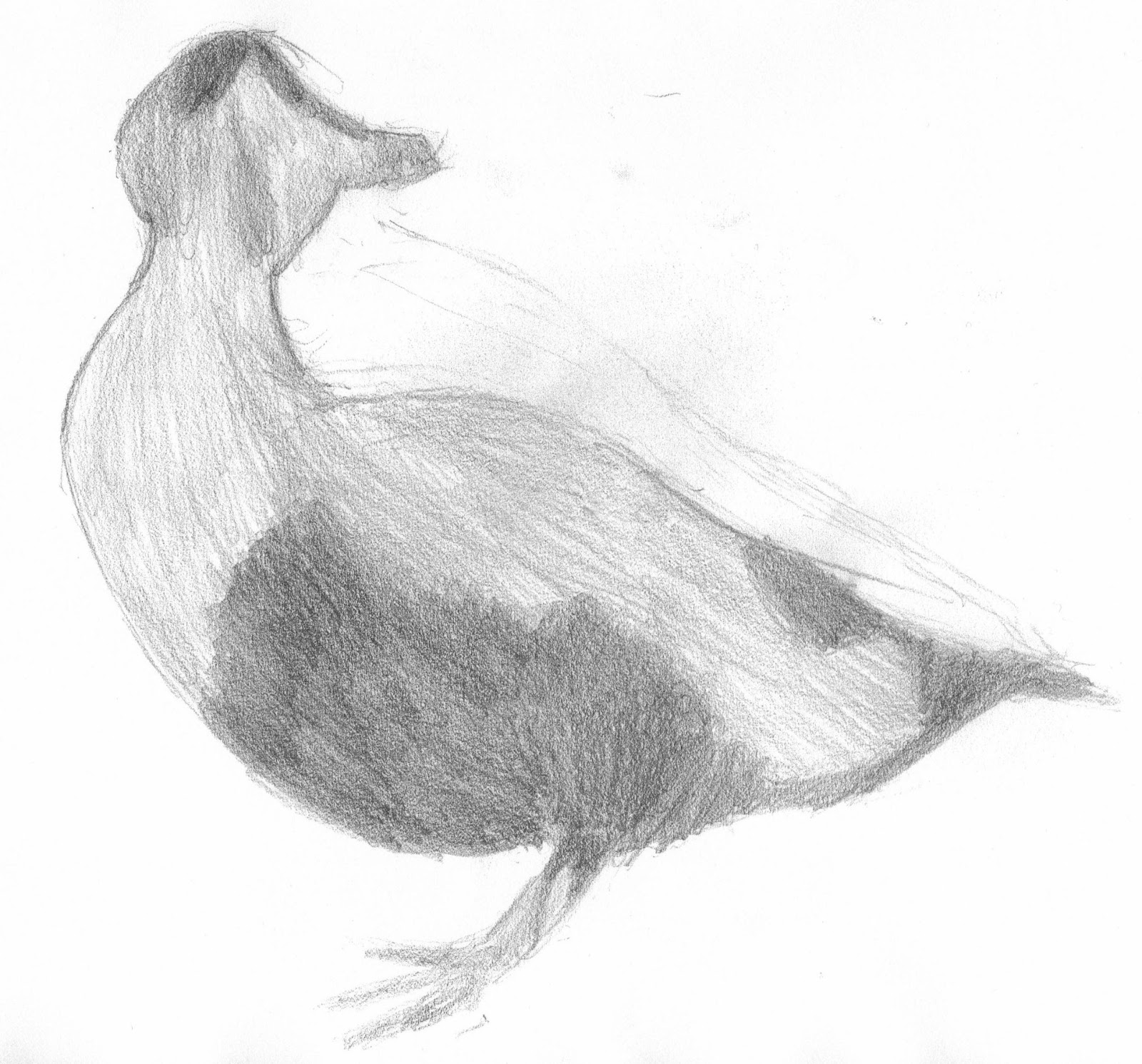 Observational Drawing 2