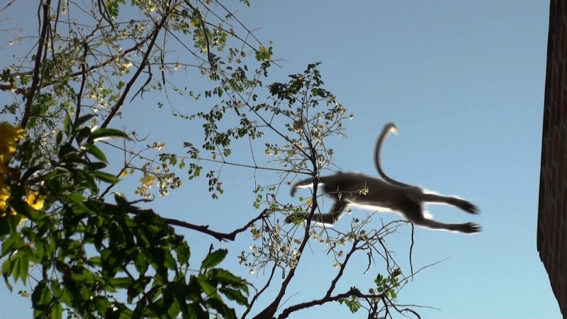 SHORT MOVES SHORT MOVIES: ONE TREE MANY LIVES