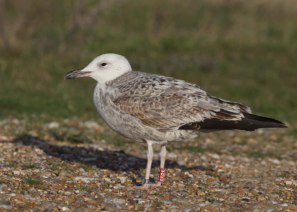 Richard Smith - Birdwatching Days Out: CASPIAN GULL, 1st winter, Red ...