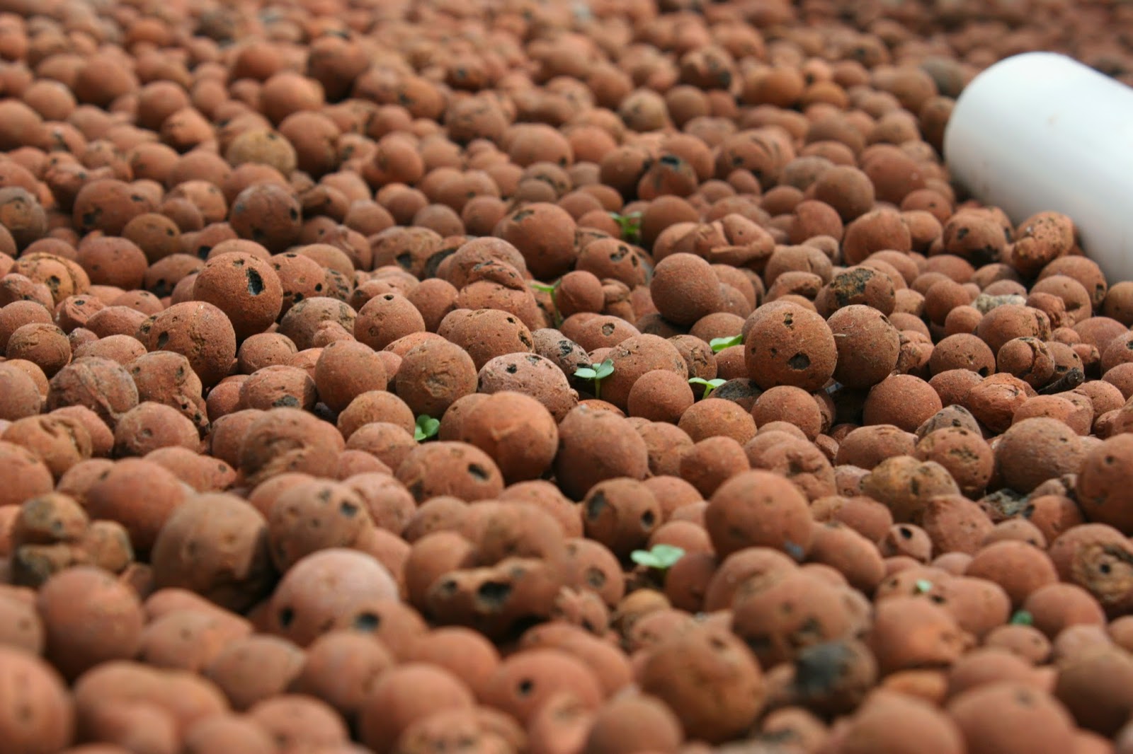 120 things in 20 years: Aquaponics - Shell grit seed raising shoots