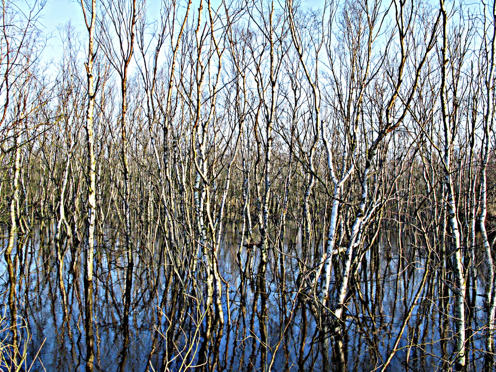 Steve's Birding And Wildlife Blog.: March 2014