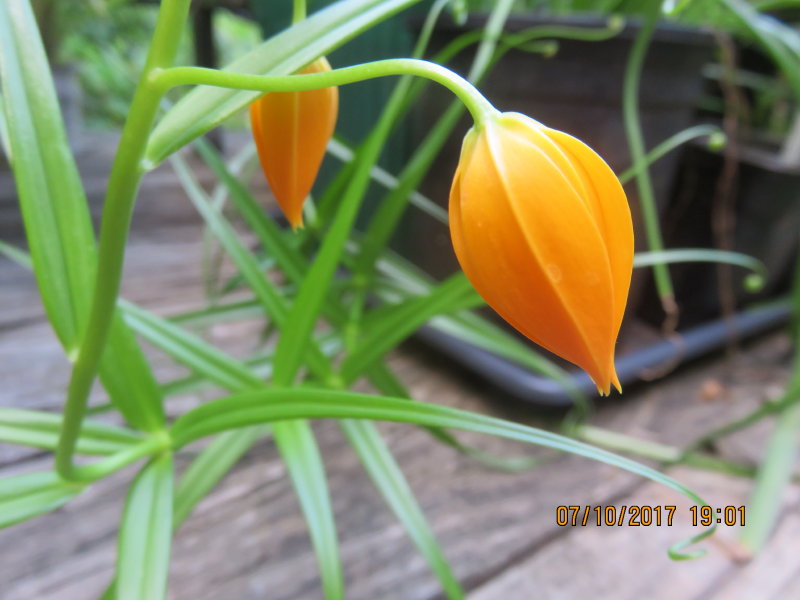 My Virtual Maryland Garden: Gloriosa modesta