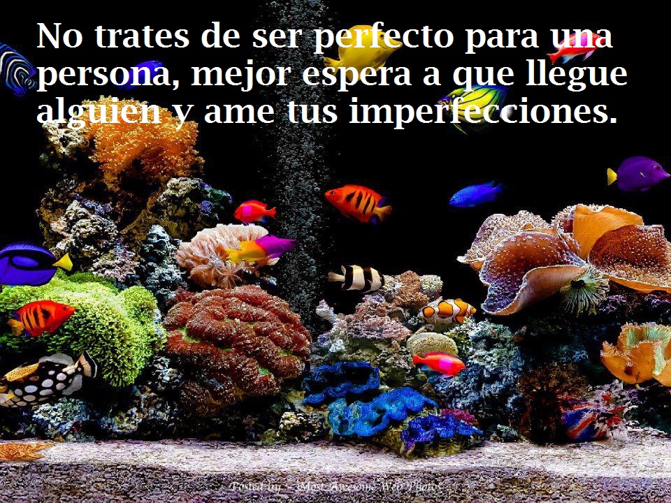 NO TRATES DE SER PERFECTO PARA UNA PERSONA MEJOR ESPERA A QUE LLEGUE ...